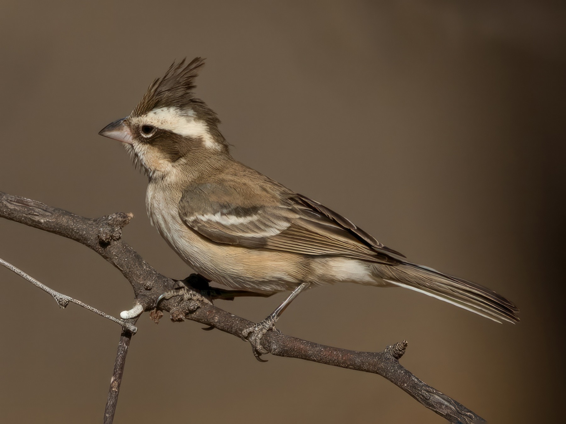 Soldadito Chaqueño - eBird