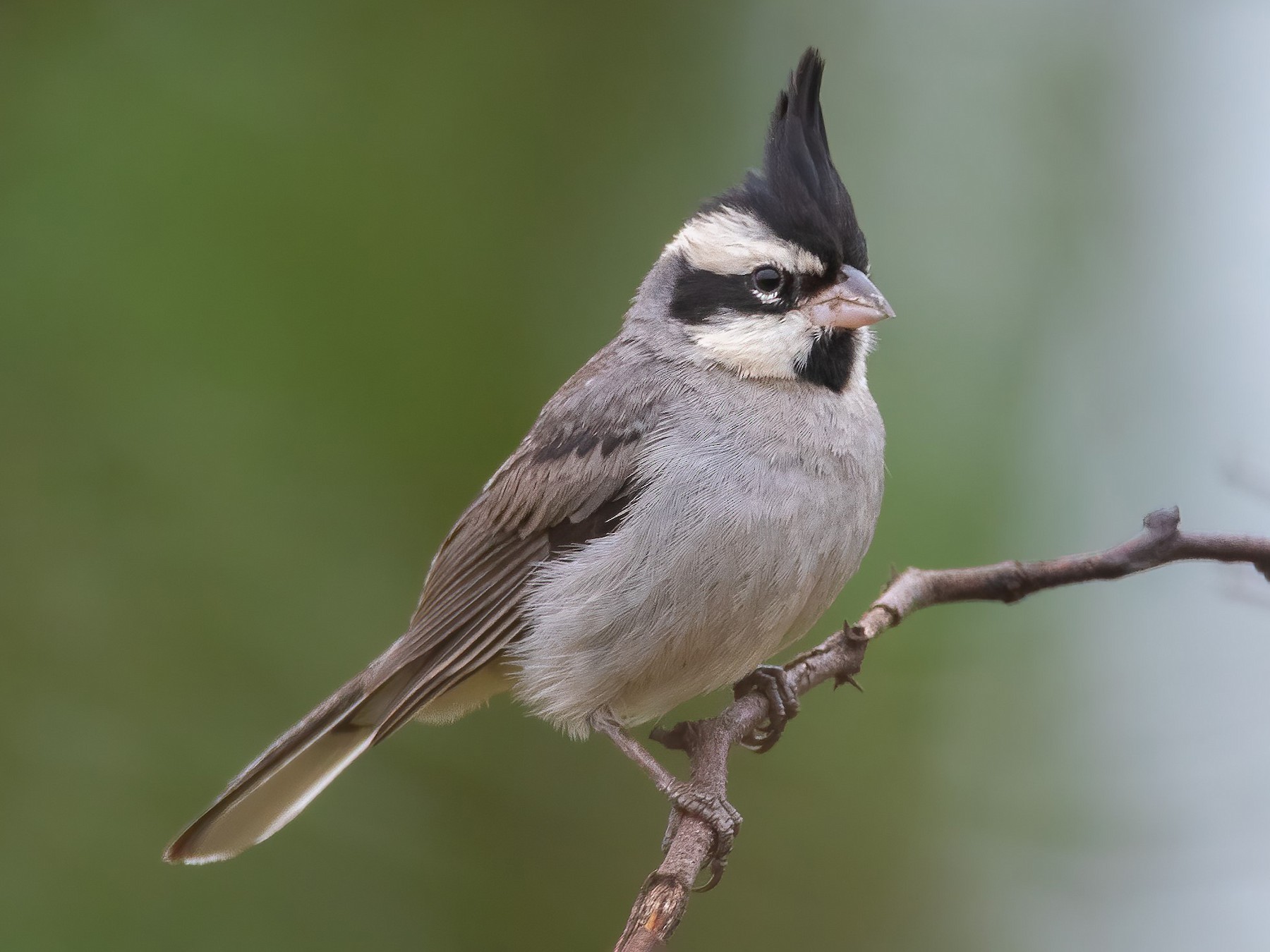 Black-crested Finch - eBird