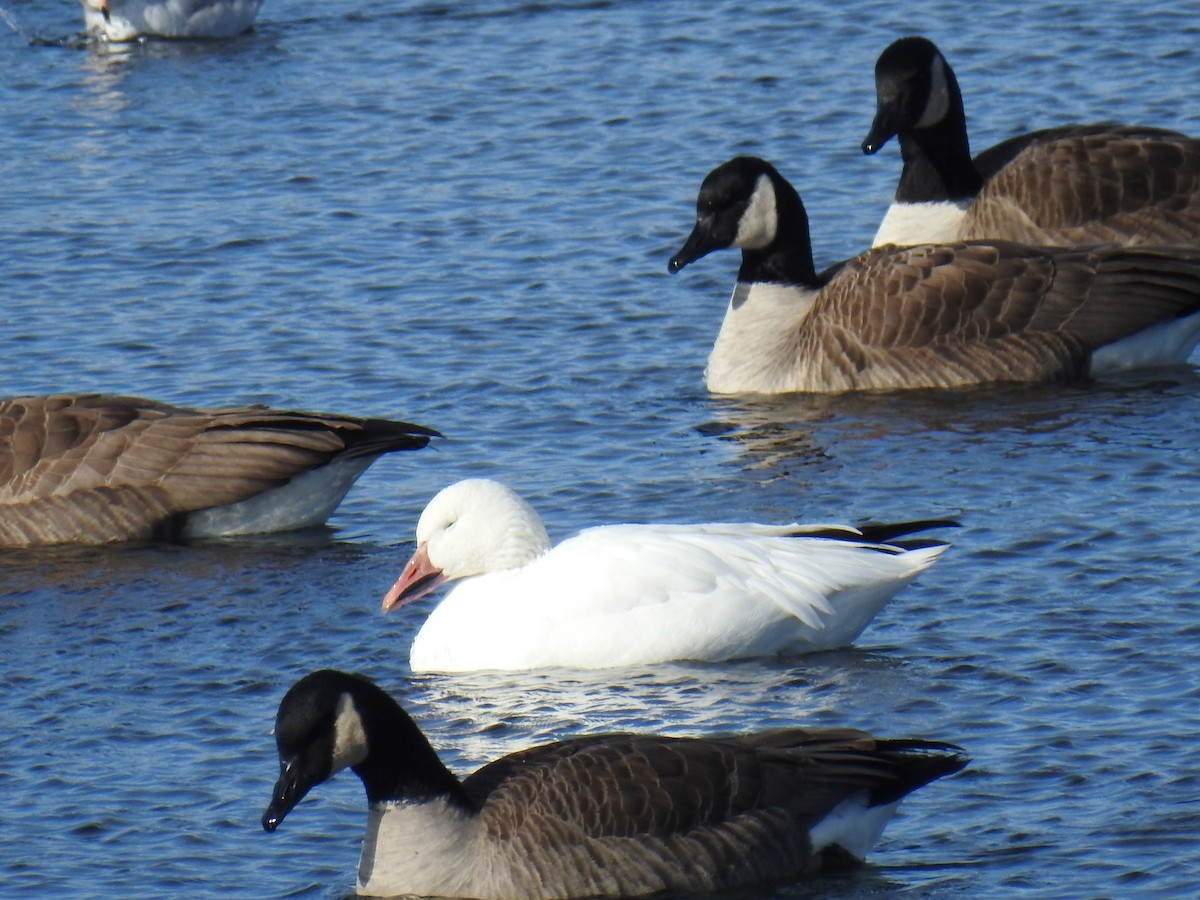 eBird Checklist - 17 Jan 2024 - Watermark Quarries - 8 species
