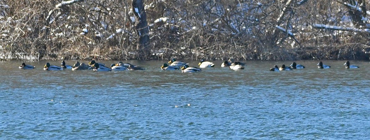 Pennsylvania Bird Atlas Checklist - 17 Jan 2024 - Beltzville SP--Day Use Area - 6 species