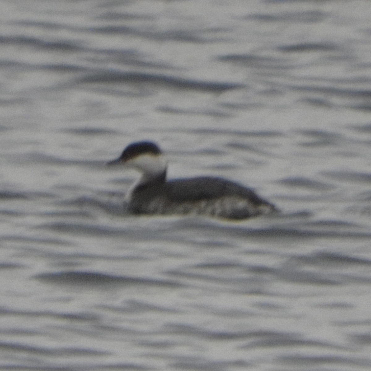 eBird Checklist - 18 Jan 2024 - Don Pedro Reservoir--south arm - 28 species