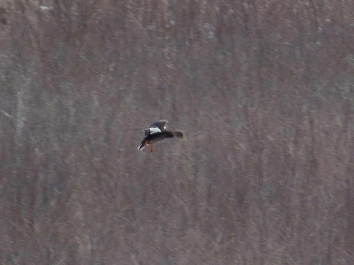 eBird Checklist - 18 Jan 2024 - Cranesville Swamp Preserve (MD portion ...