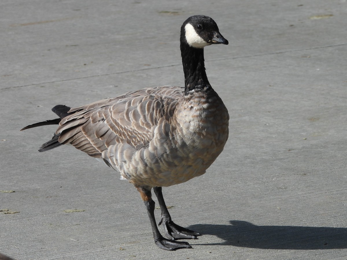 eBird Checklist - 18 Jan 2024 - Rancho Simi Community Park - 31 species ...