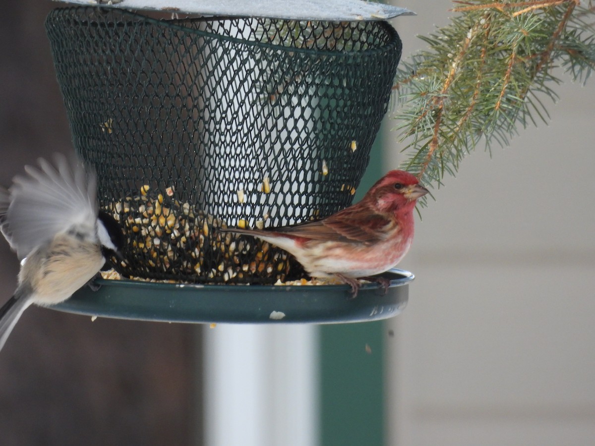 eBird Checklist - 18 Jan 2024 - Rydell NWR - 6 species eBird Checklist - 18 Jan 2024 - Rydell NWR - 6 species