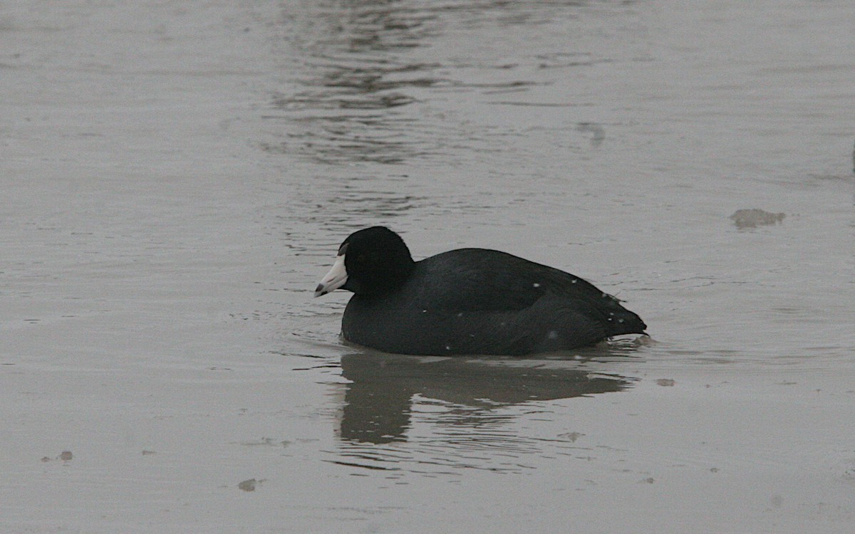 eBird Checklist - 18 Jan 2024 - Port Stanley--River Mouth & Beaches - 7 ...