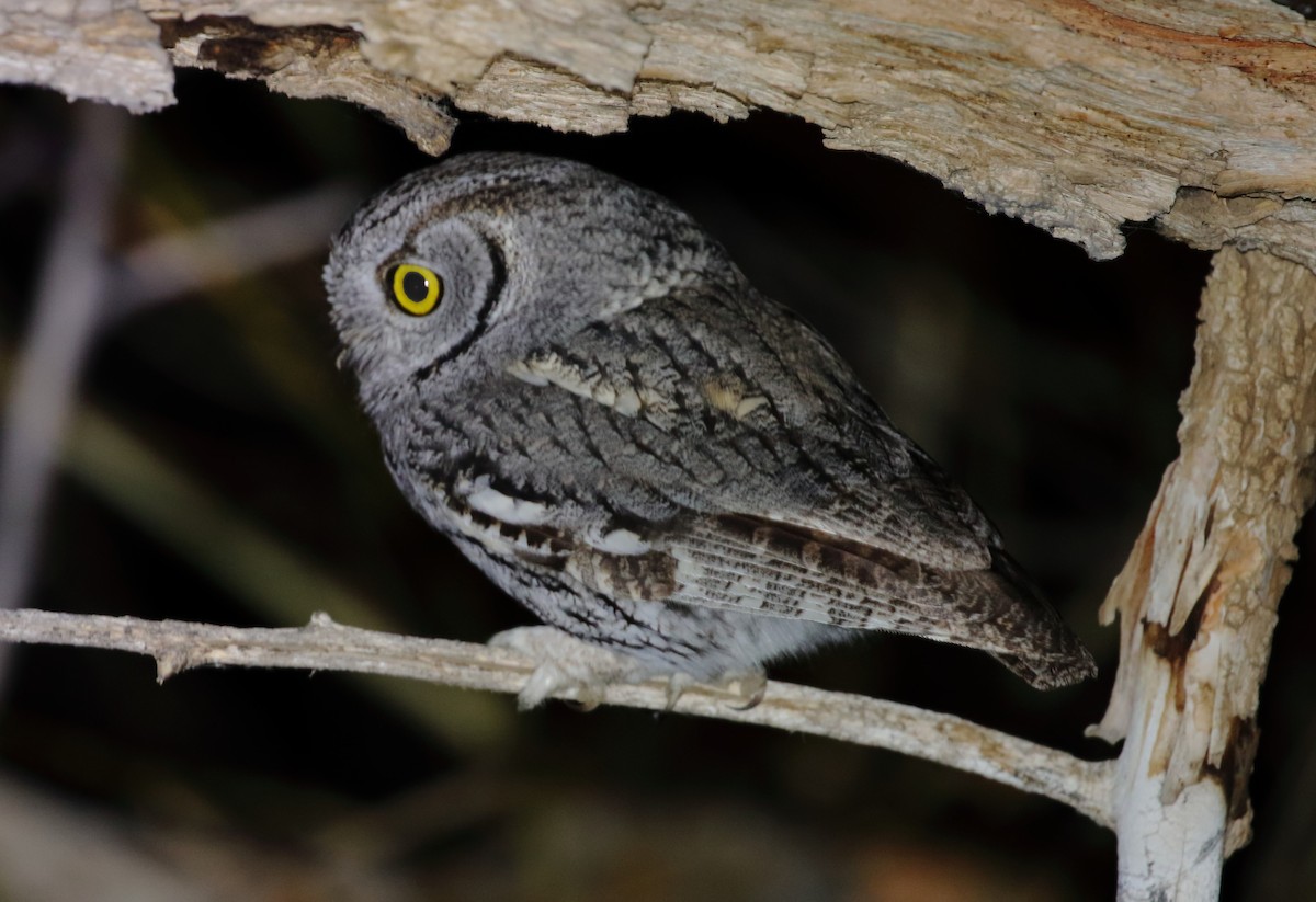 eBird Checklist - 18 Jan 2024 - Carson River Park/Silver Saddle Ranch ... eBird Checklist - 18 Jan 2024 - Carson River Park/Silver Saddle Ranch ...