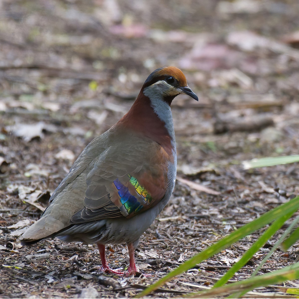 eBird Checklist - 18 Jan 2024 - Henslowes Park - 1 species eBird Checklist - 18 Jan 2024 - Henslowes Park - 1 species