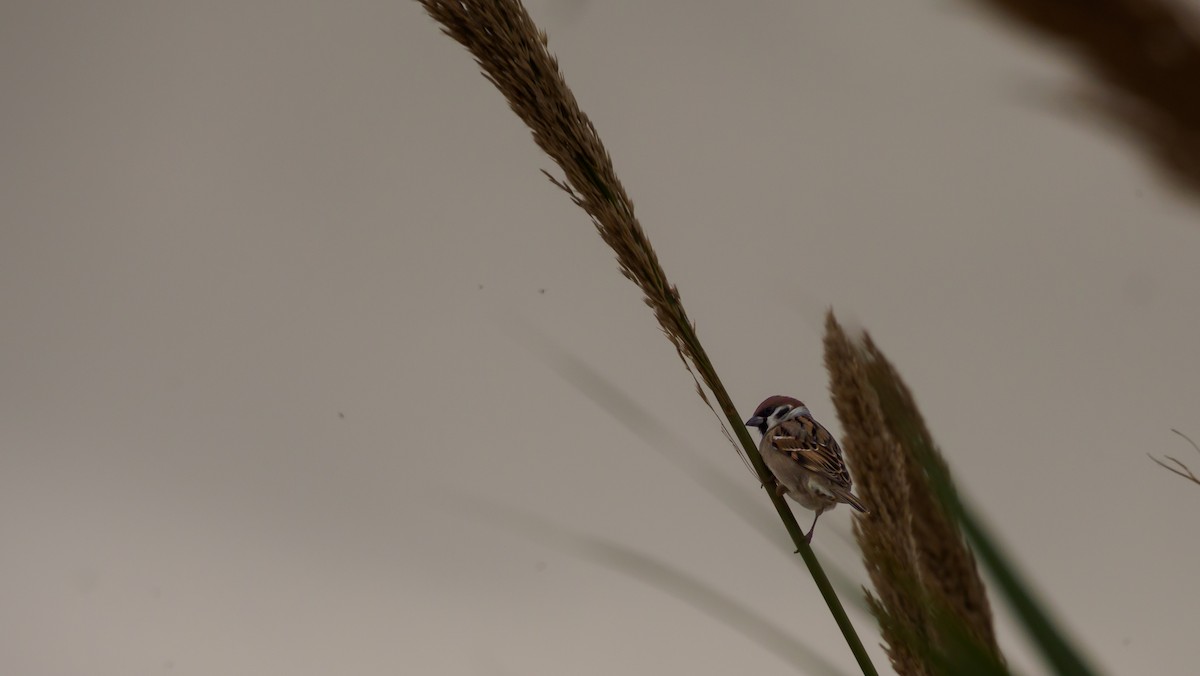 eBird Checklist - 11 Jan 2024 - L'Albufera PNat. Casa Trompon. Sueca ...