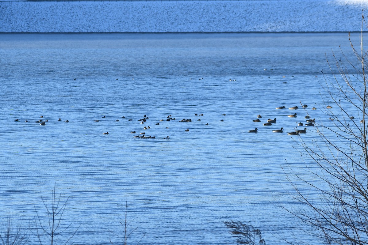 Pennsylvania Bird Atlas Checklist - 17 Jan 2024 - Beltzville SP--Day Use Area - 21 species (+1 ...