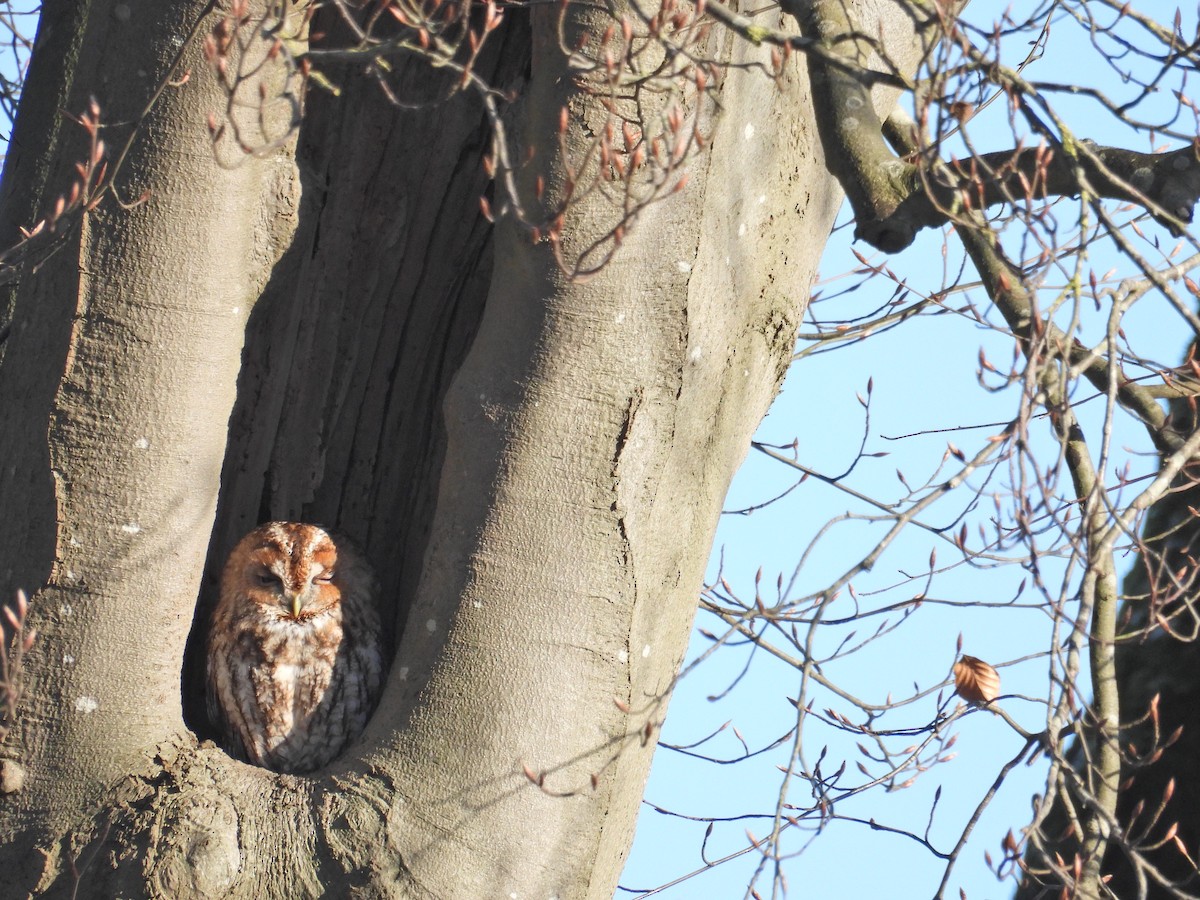 eBird Checklist - 18 Jan 2024 - Landgoed Hoekelum (Ede) - 1 species eBird Checklist - 18 Jan 2024 - Landgoed Hoekelum (Ede) - 1 species