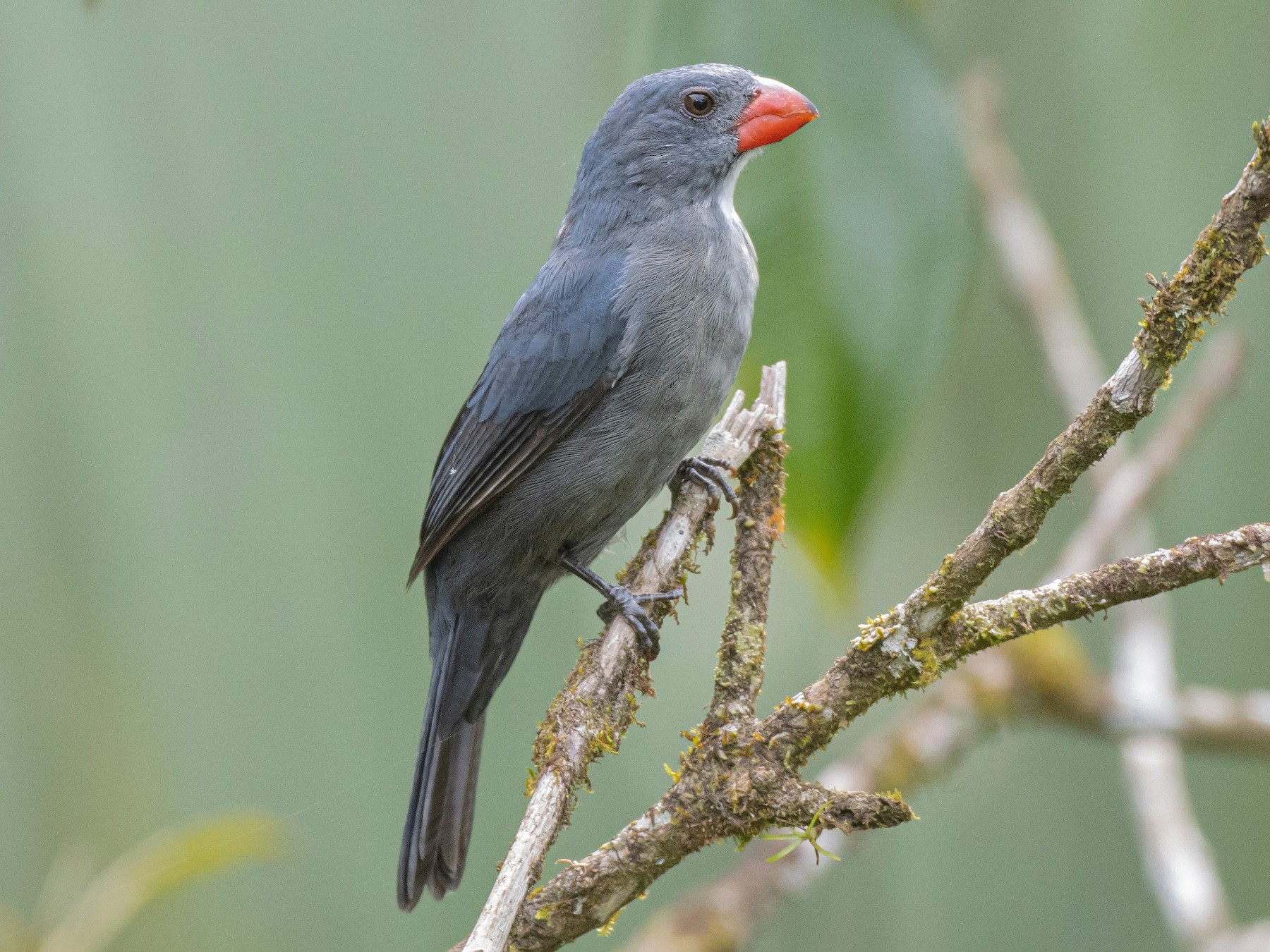Slate-colored Grosbeak - eBird