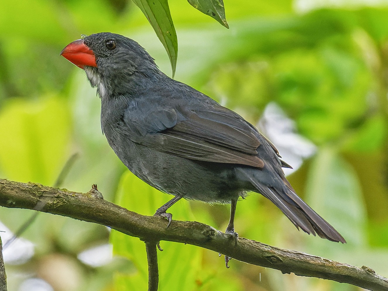 Slate-colored Grosbeak - eBird