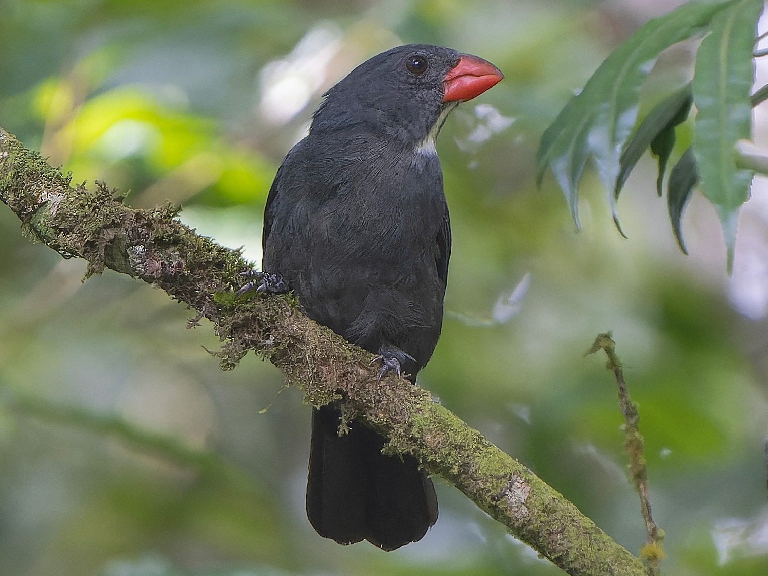 Slate-colored Grosbeak - eBird