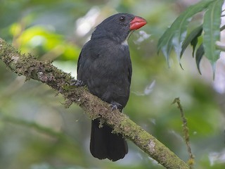 Slate-colored Grosbeak - eBird