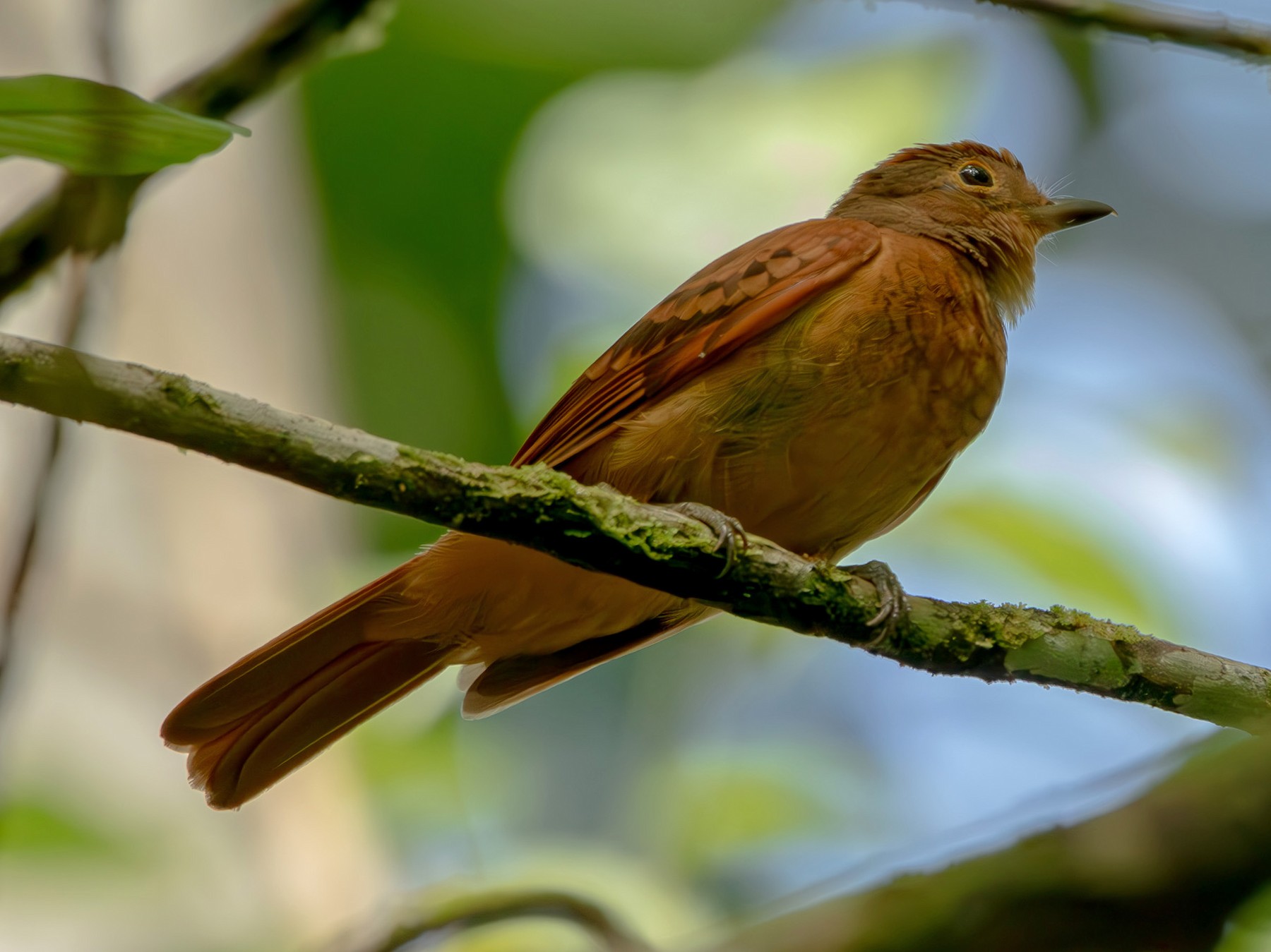 Speckled Mourner - eBird