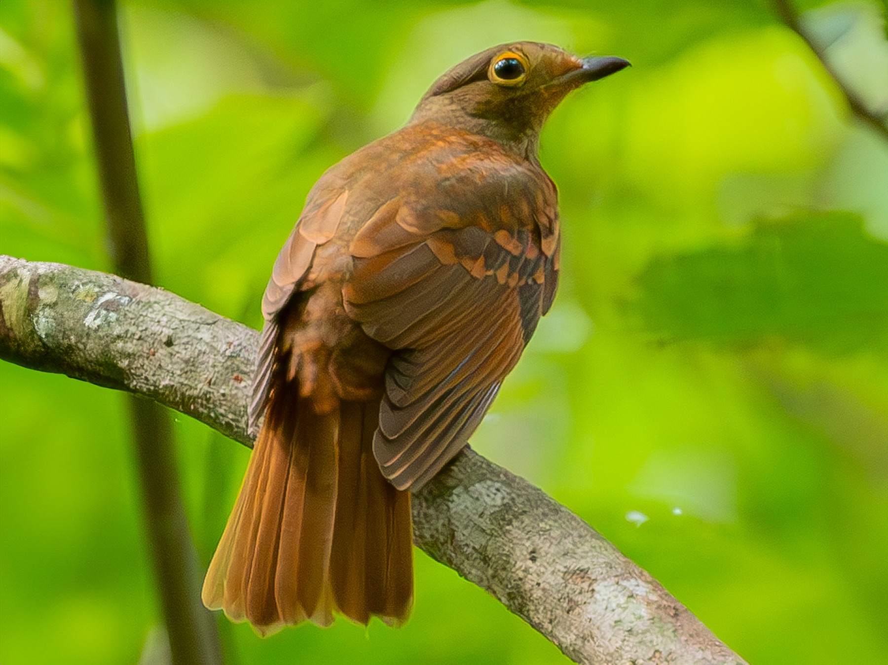 Speckled Mourner - eBird