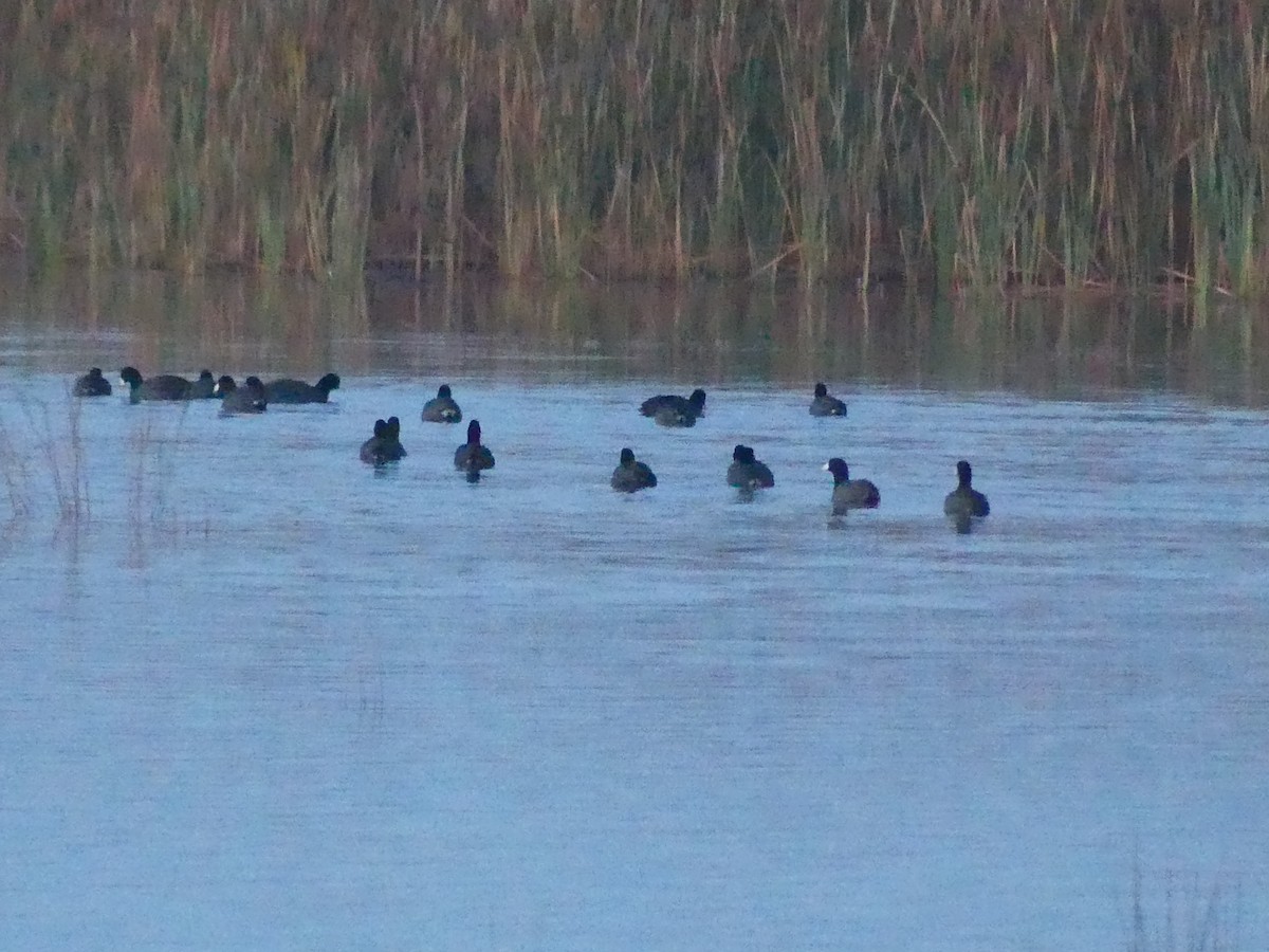 eBird Checklist - 19 Jan 2024 - Lake Woodruff NWR - 42 species