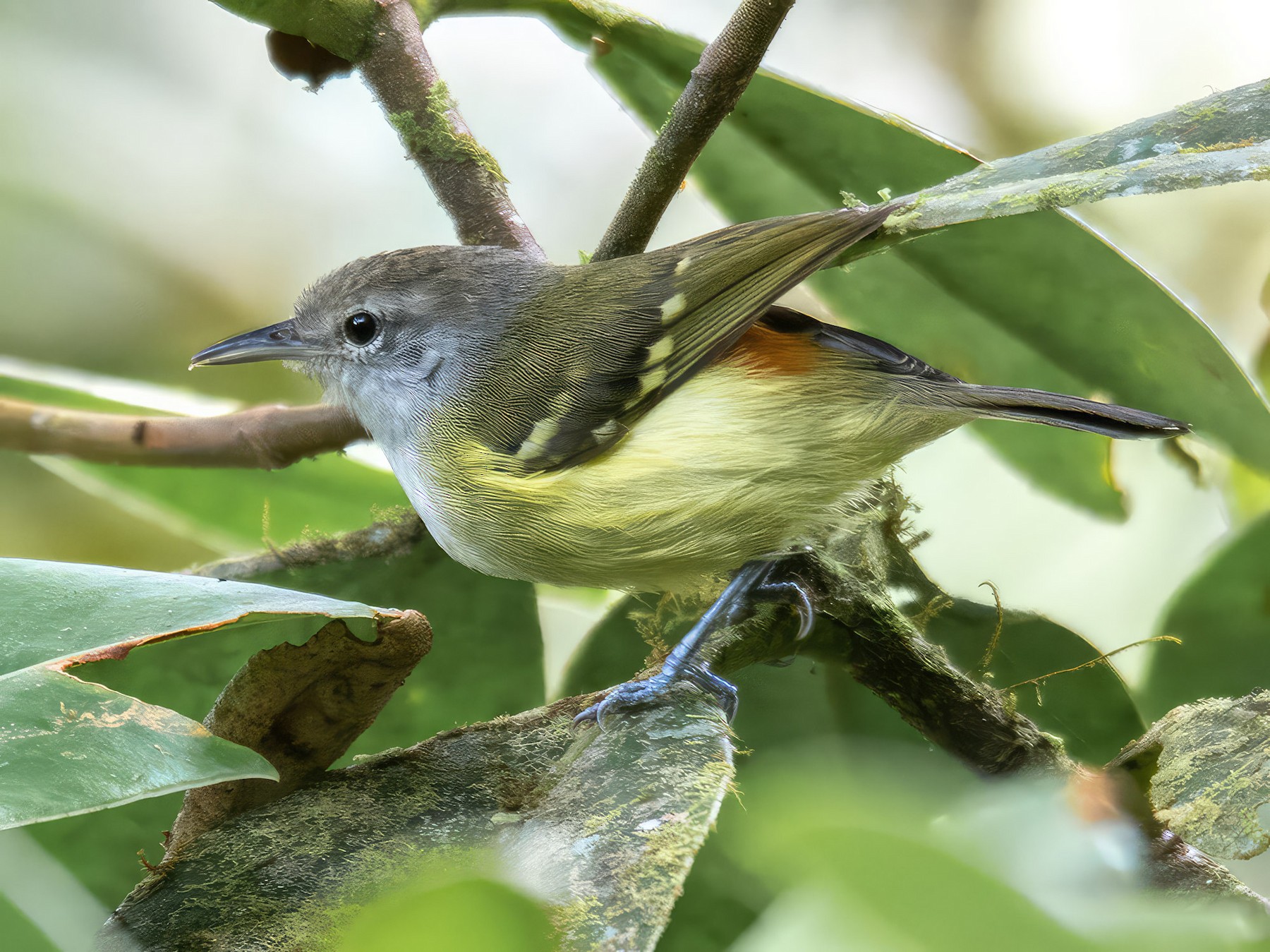 Rufous-rumped Antwren - eBird