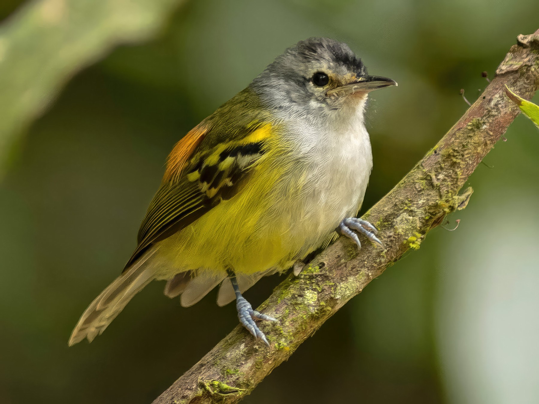 Rufous-rumped Antwren - eBird