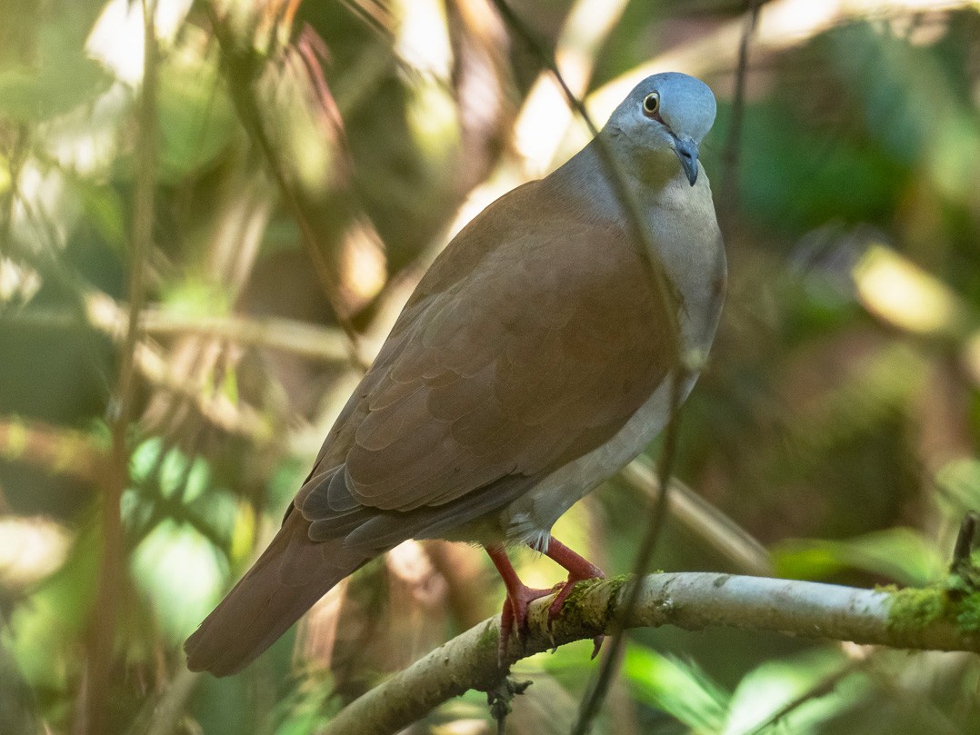 Gray-headed Dove - eBird