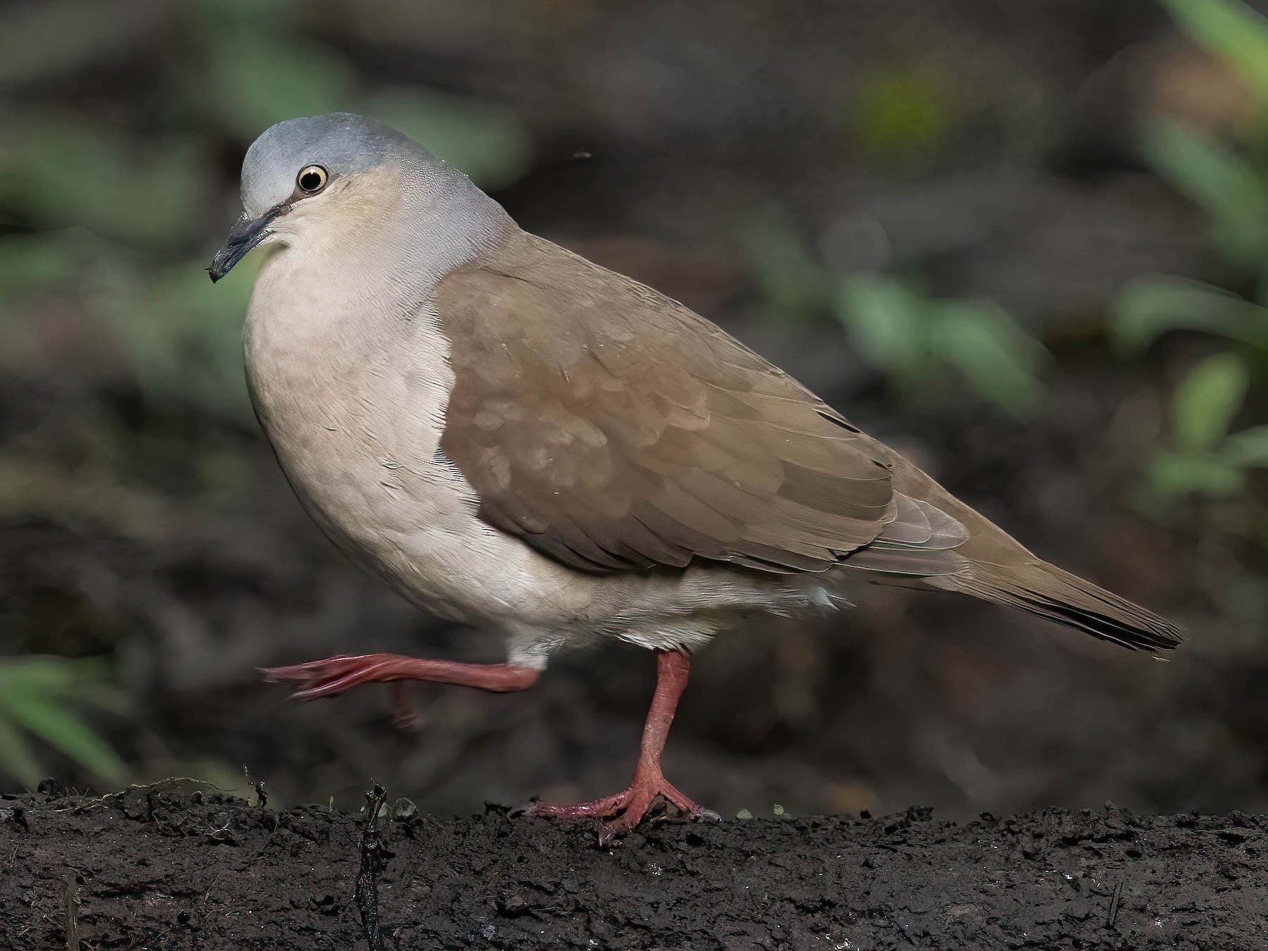 Gray-headed Dove - eBird