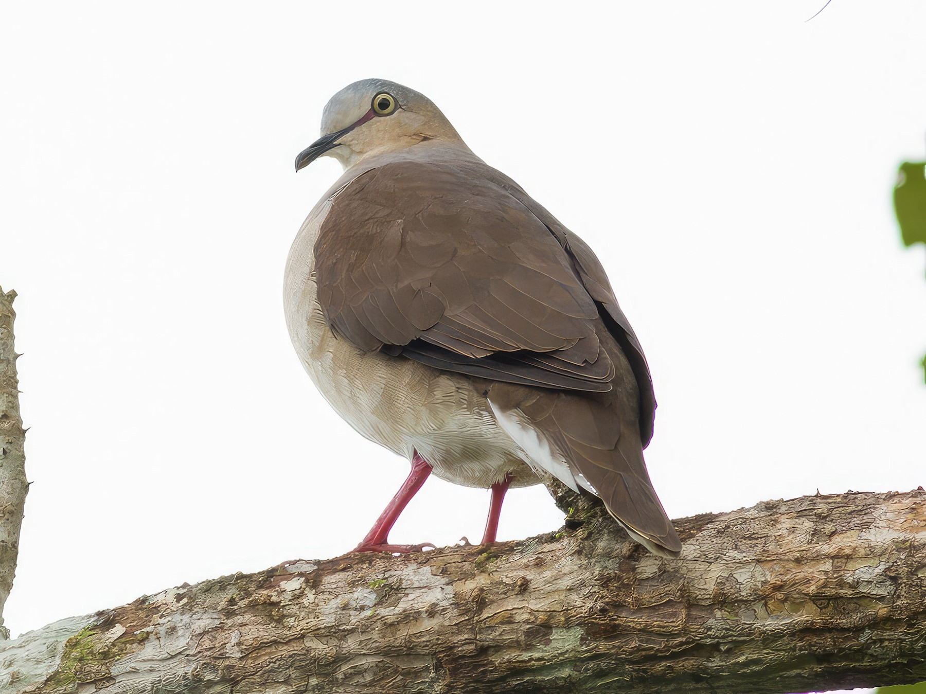 Gray-headed Dove - eBird