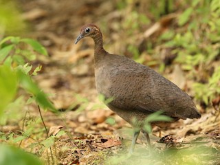 Great Tinamou - eBird