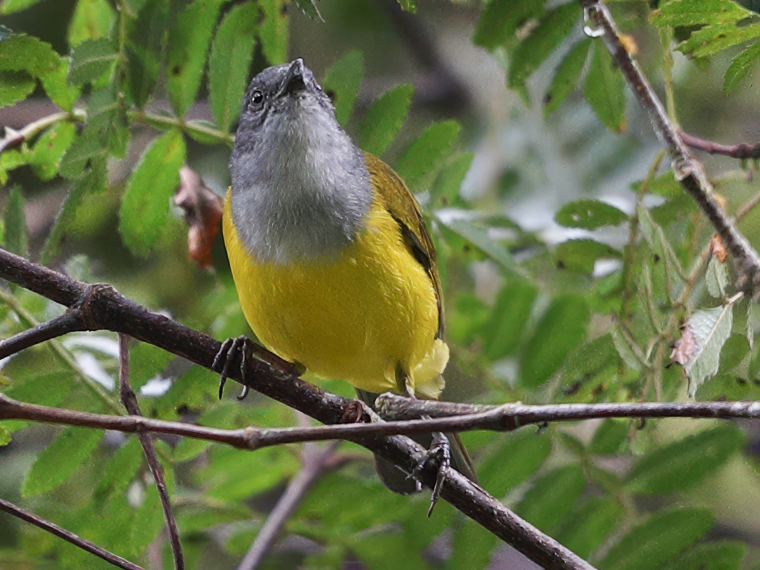 Grey-hooded Bush Tanager - eBird