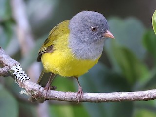 Pink-billed/Black-billed Cnemoscopus - eBird