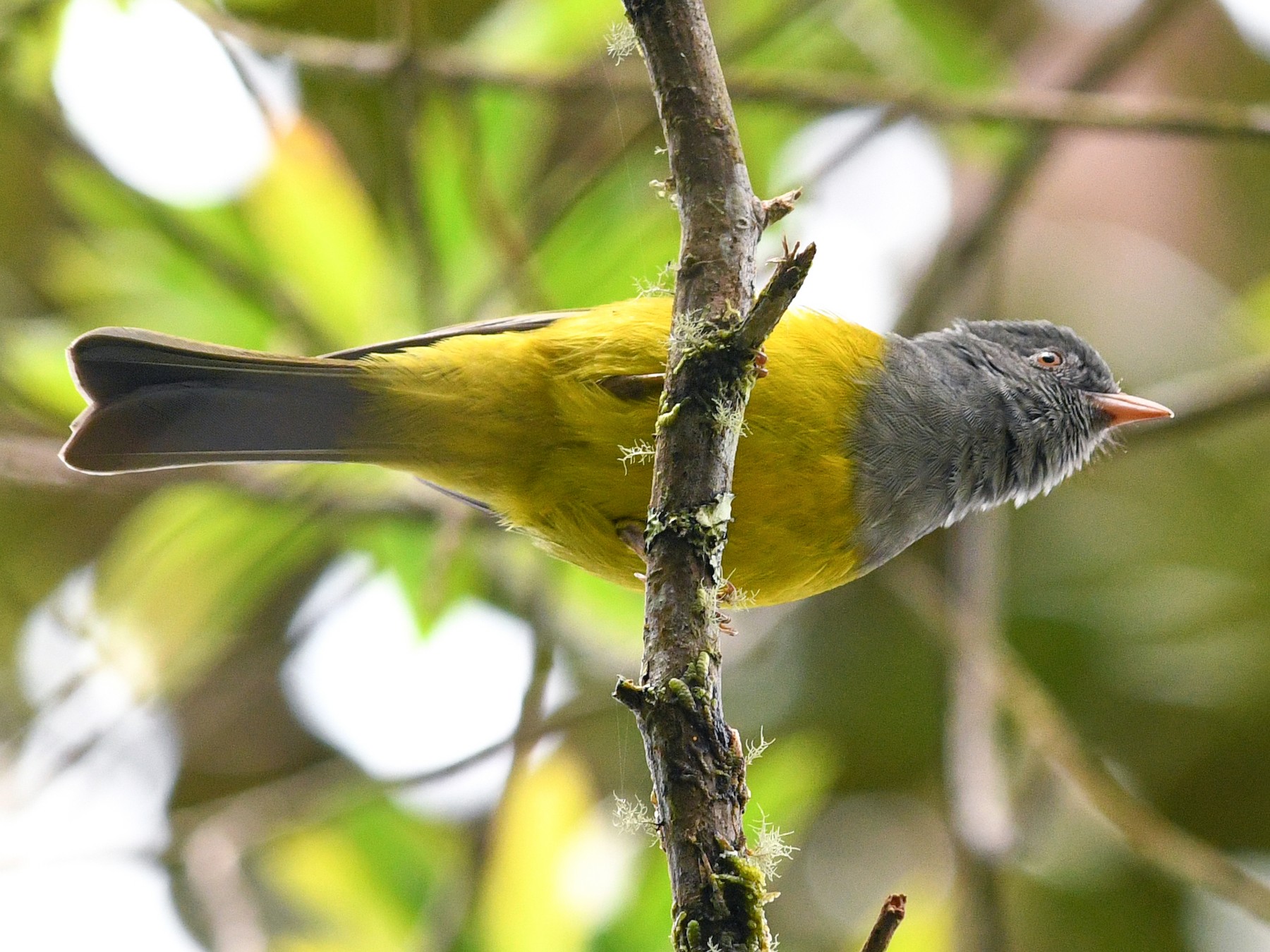 Gray-hooded Bush Tanager - eBird