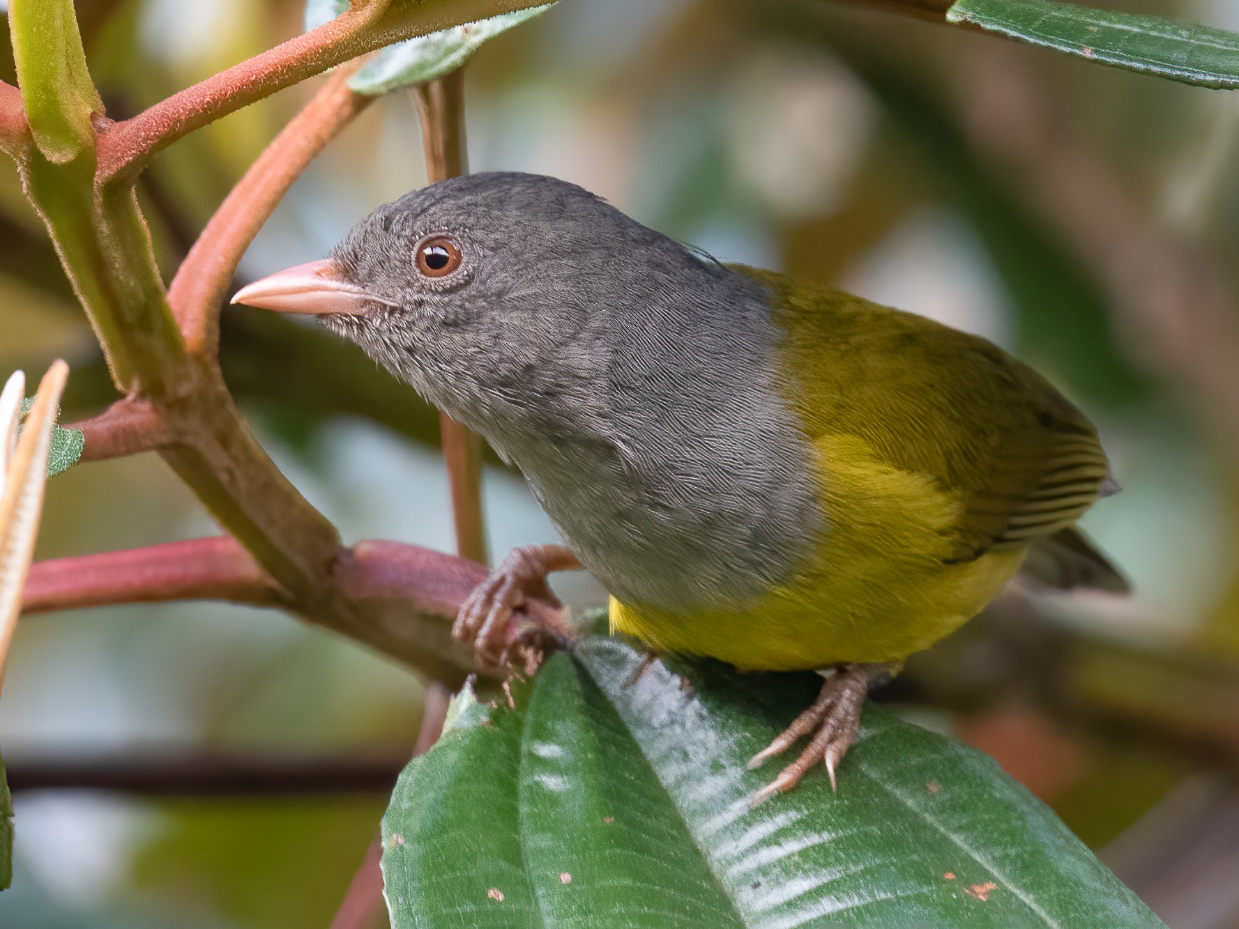 Grey-hooded Bush Tanager - eBird