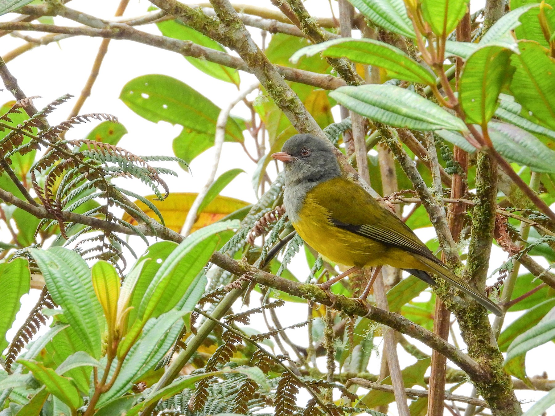 Grey-hooded Bush Tanager - eBird