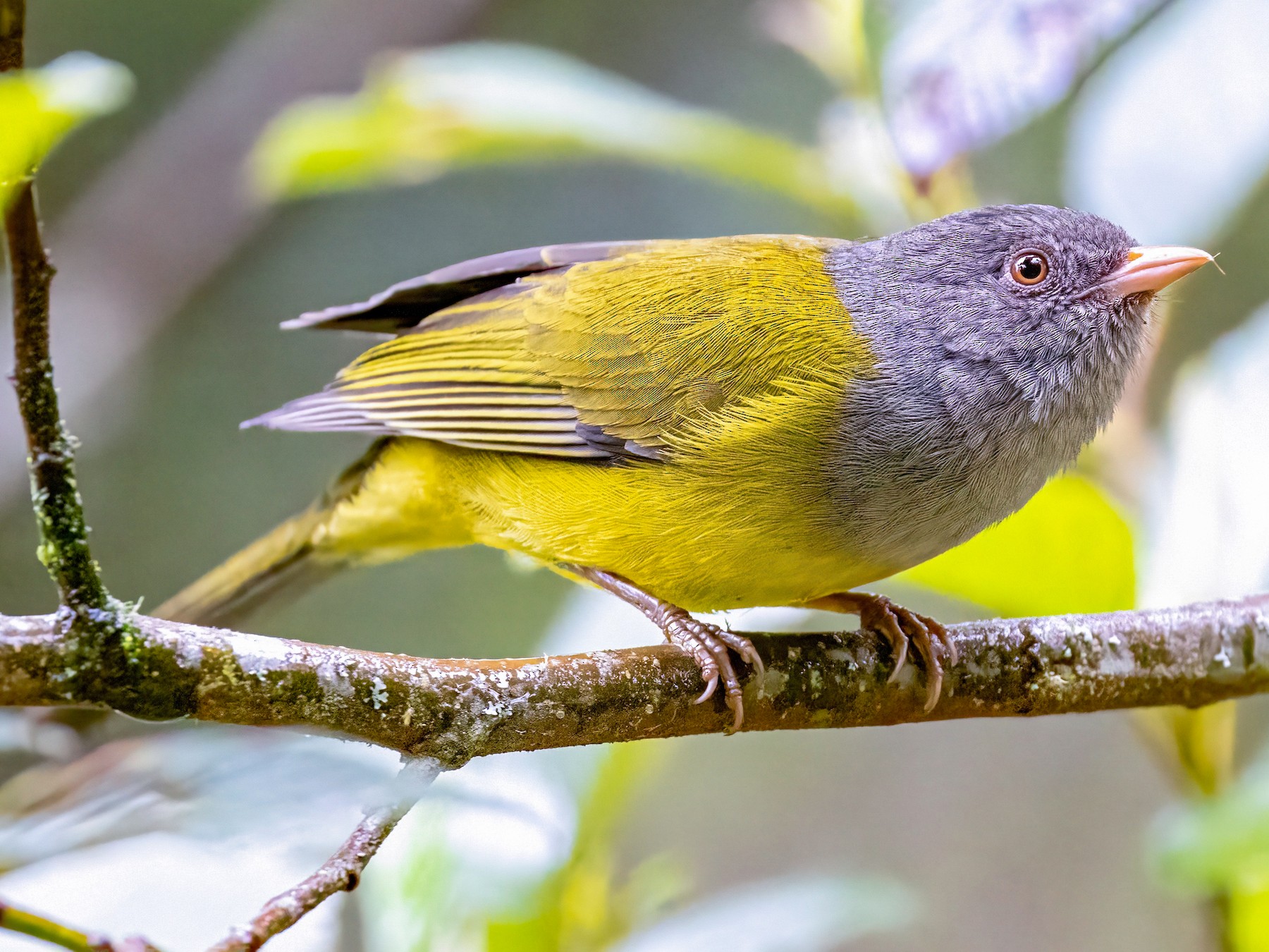 Gray-hooded Bush Tanager - eBird