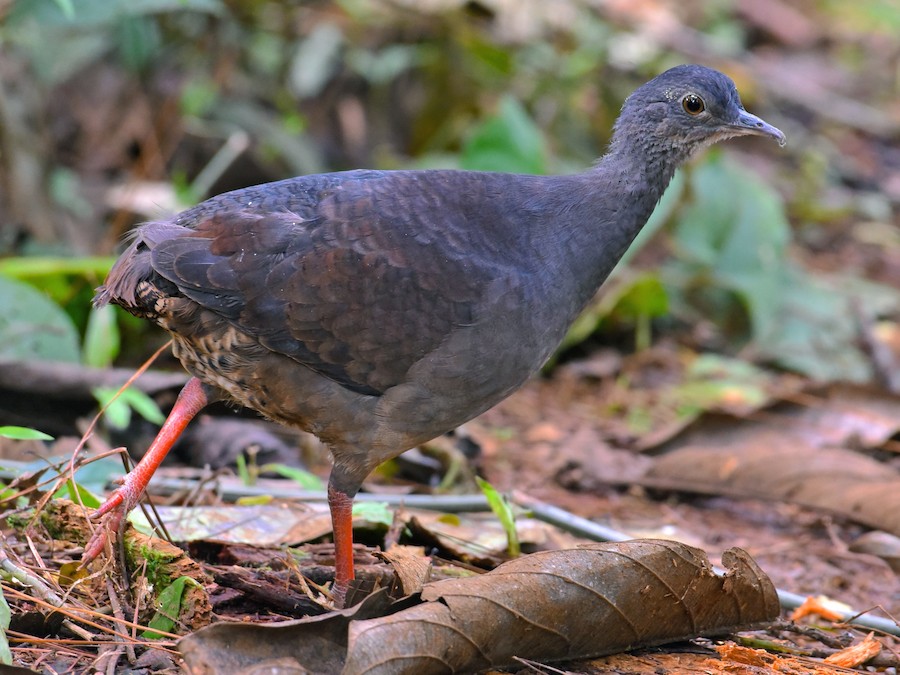 Slaty-breasted Tinamou - eBird