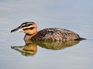 Masked Duck - eBird