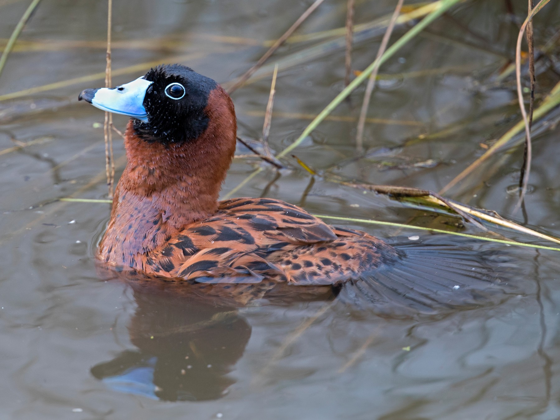 Masked Duck - eBird