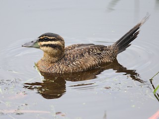 Masked Duck - eBird