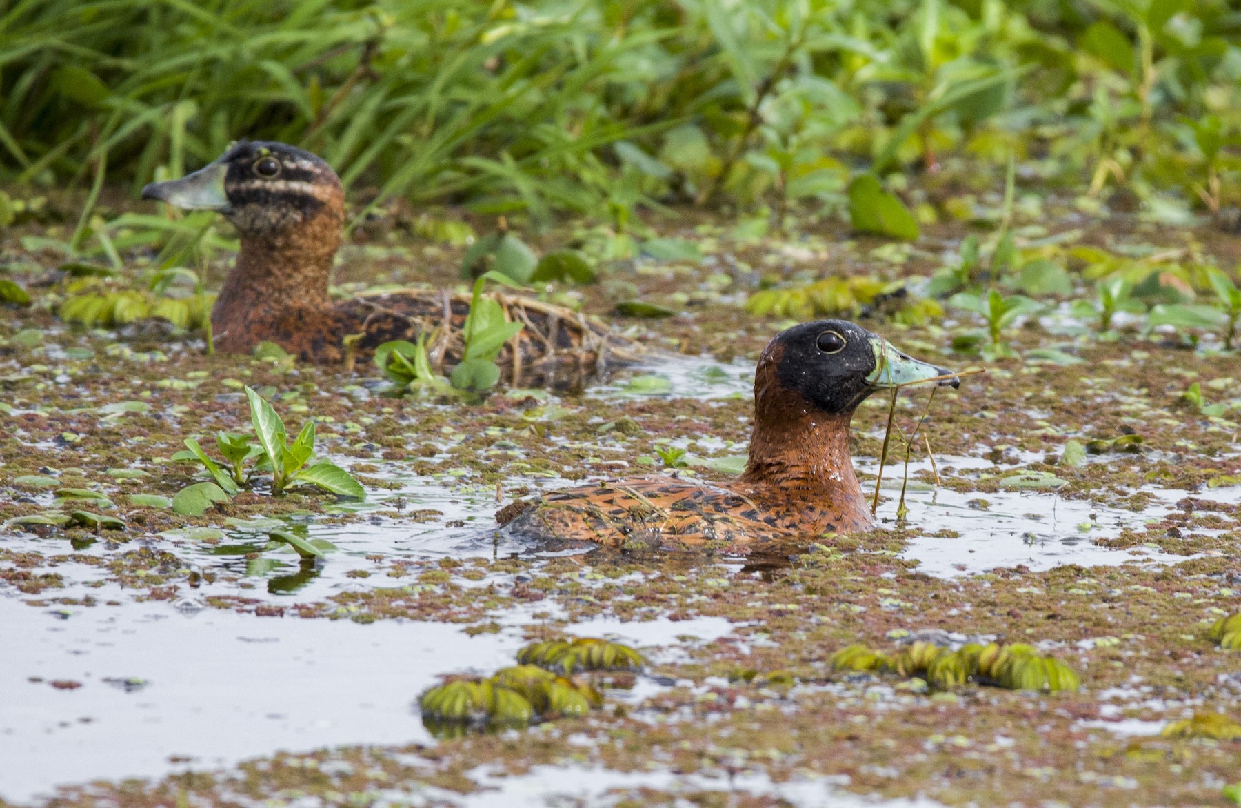 Masked Duck - eBird
