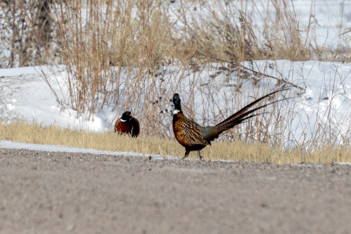 eBird Checklist - 18 Jan 2024 - Shoemaker Island Road - 11 species