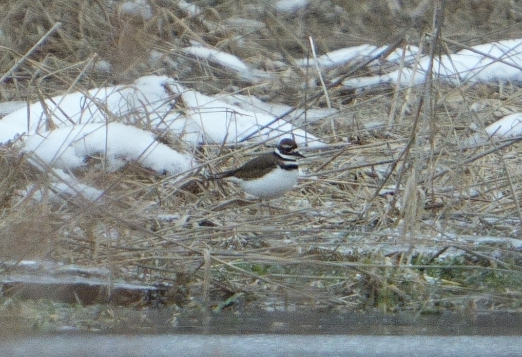 eBird Checklist - 19 Jan 2024 - Snake Den Farm - 32 species