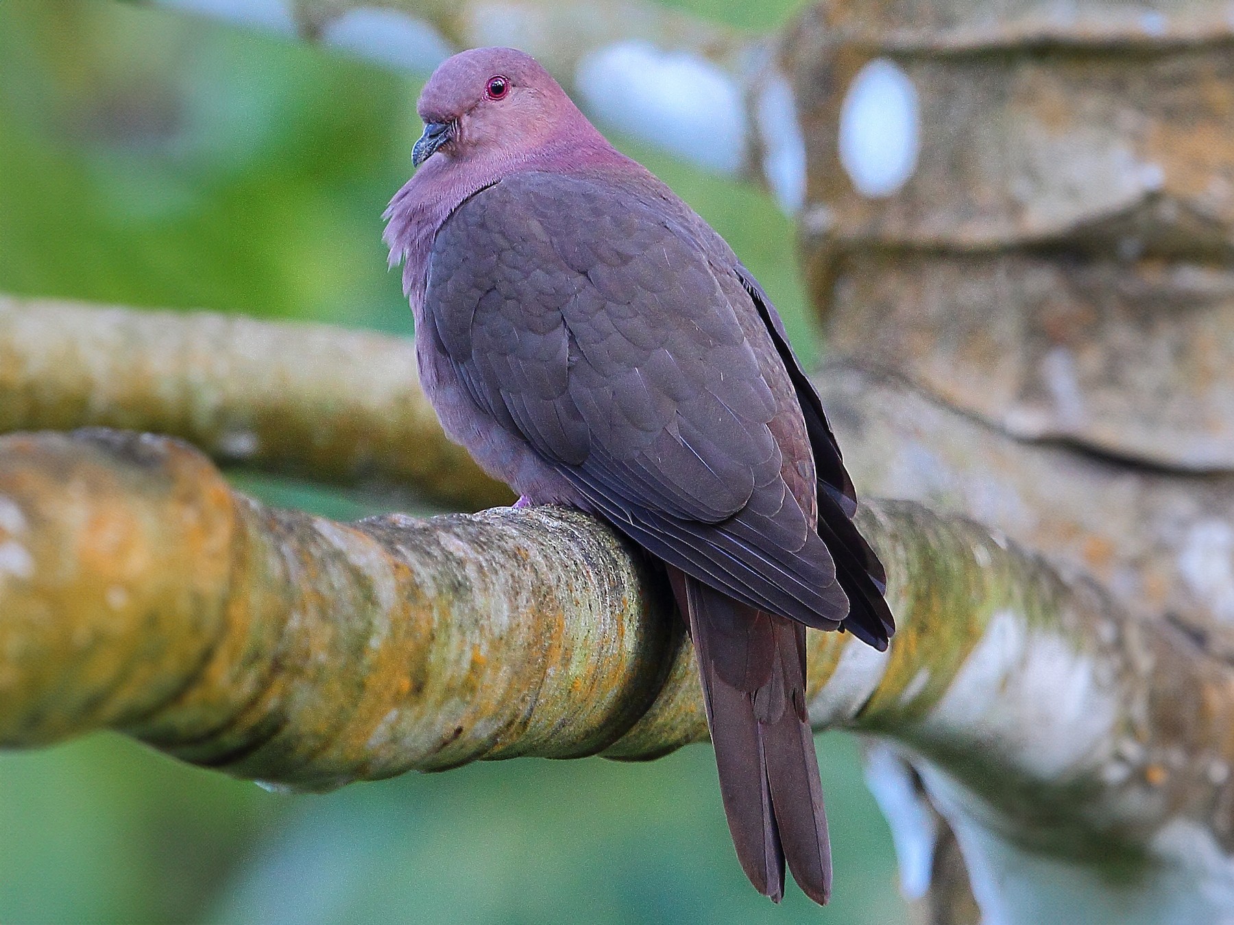 Short-billed Pigeon - eBird