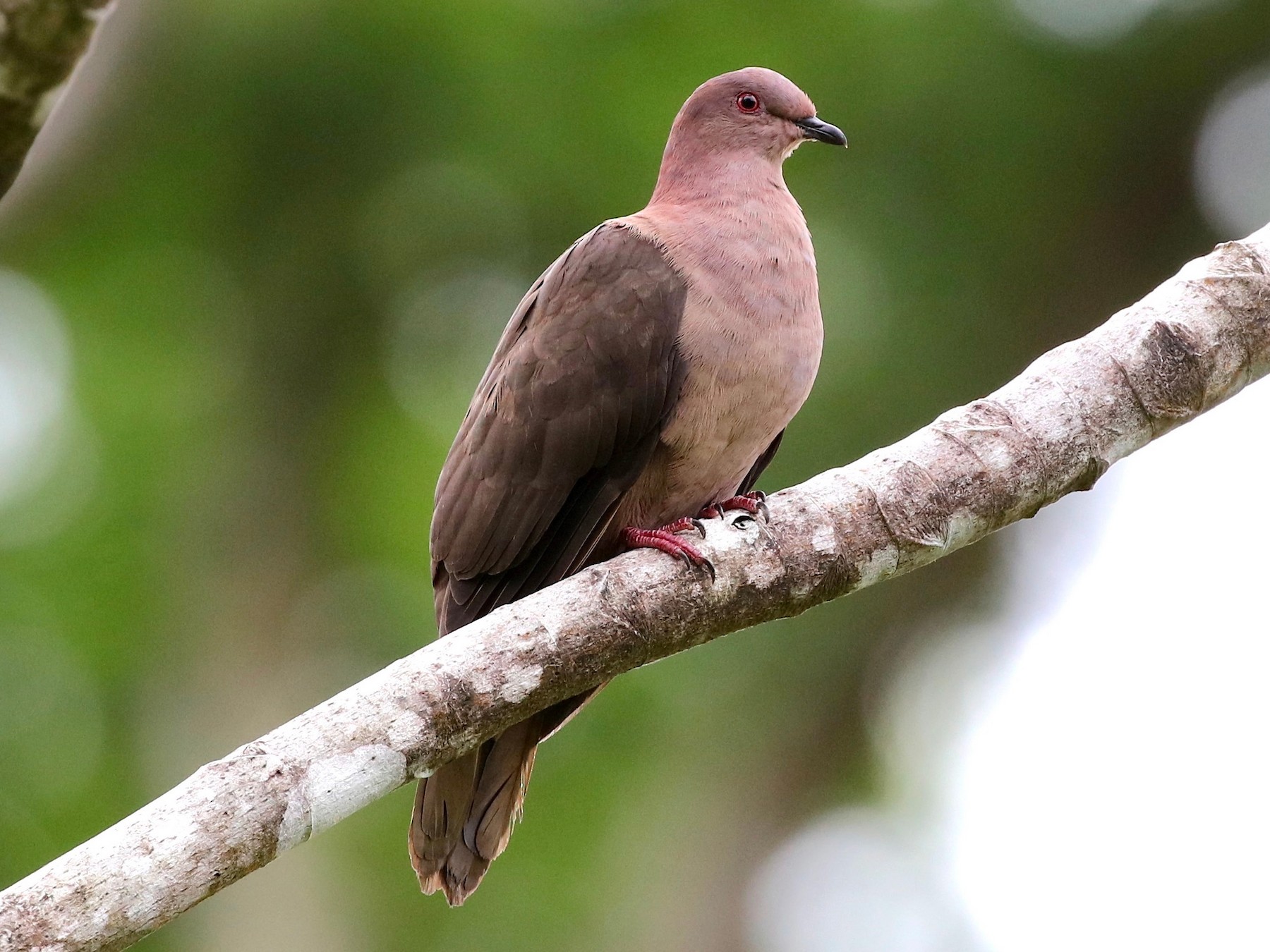 Short-billed Pigeon - eBird