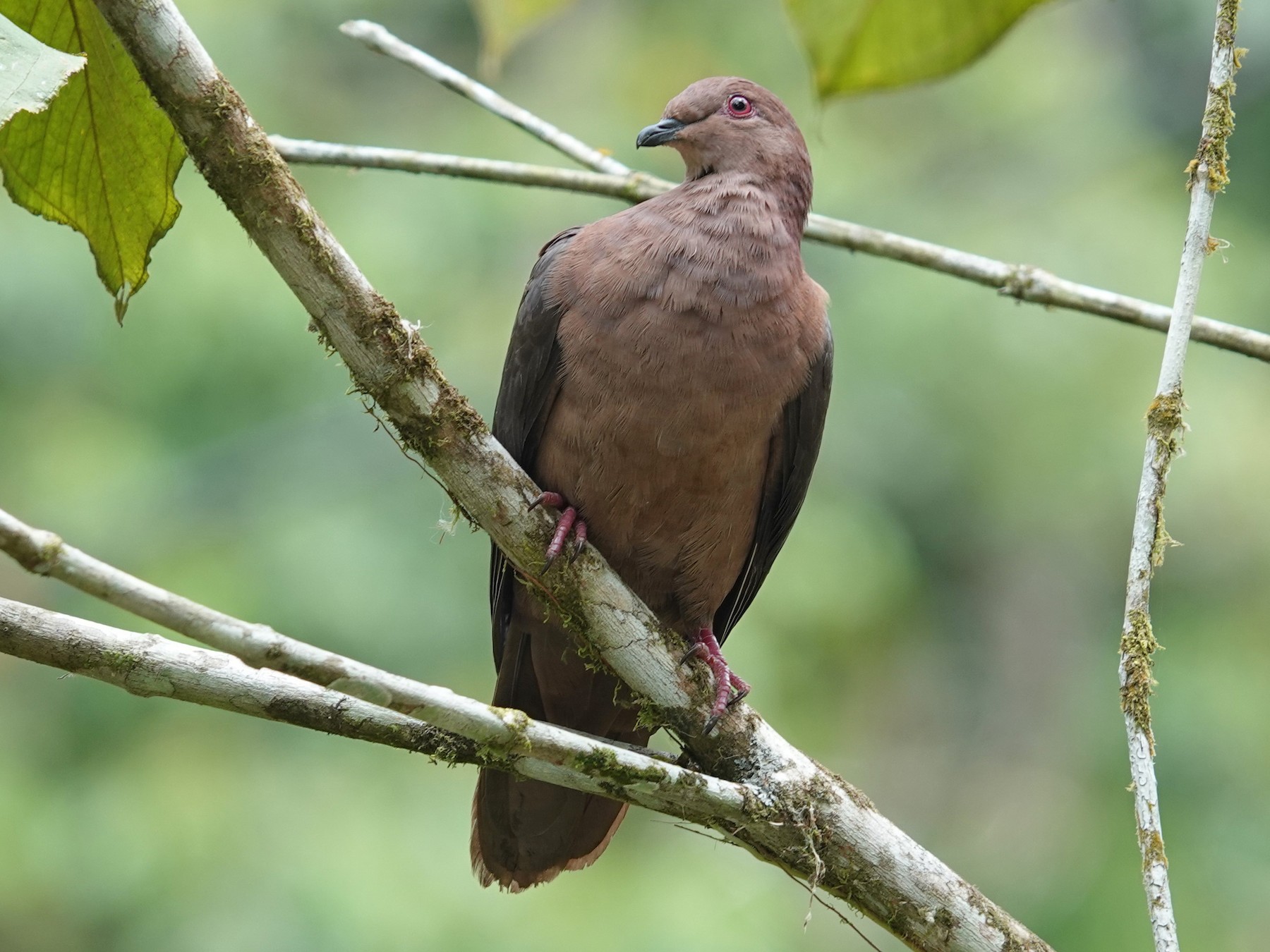 Short-billed Pigeon - eBird