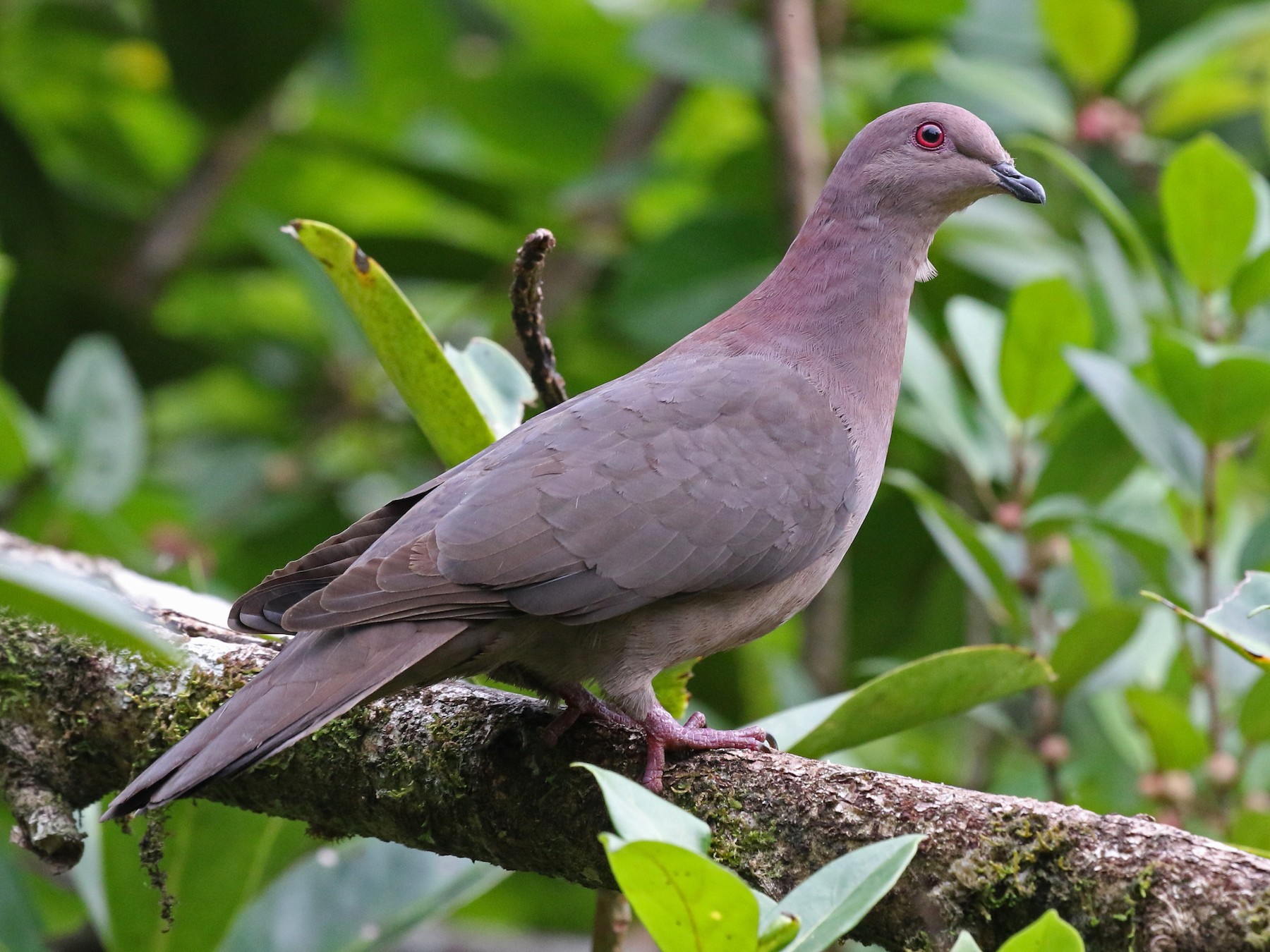 Short-billed Pigeon - eBird