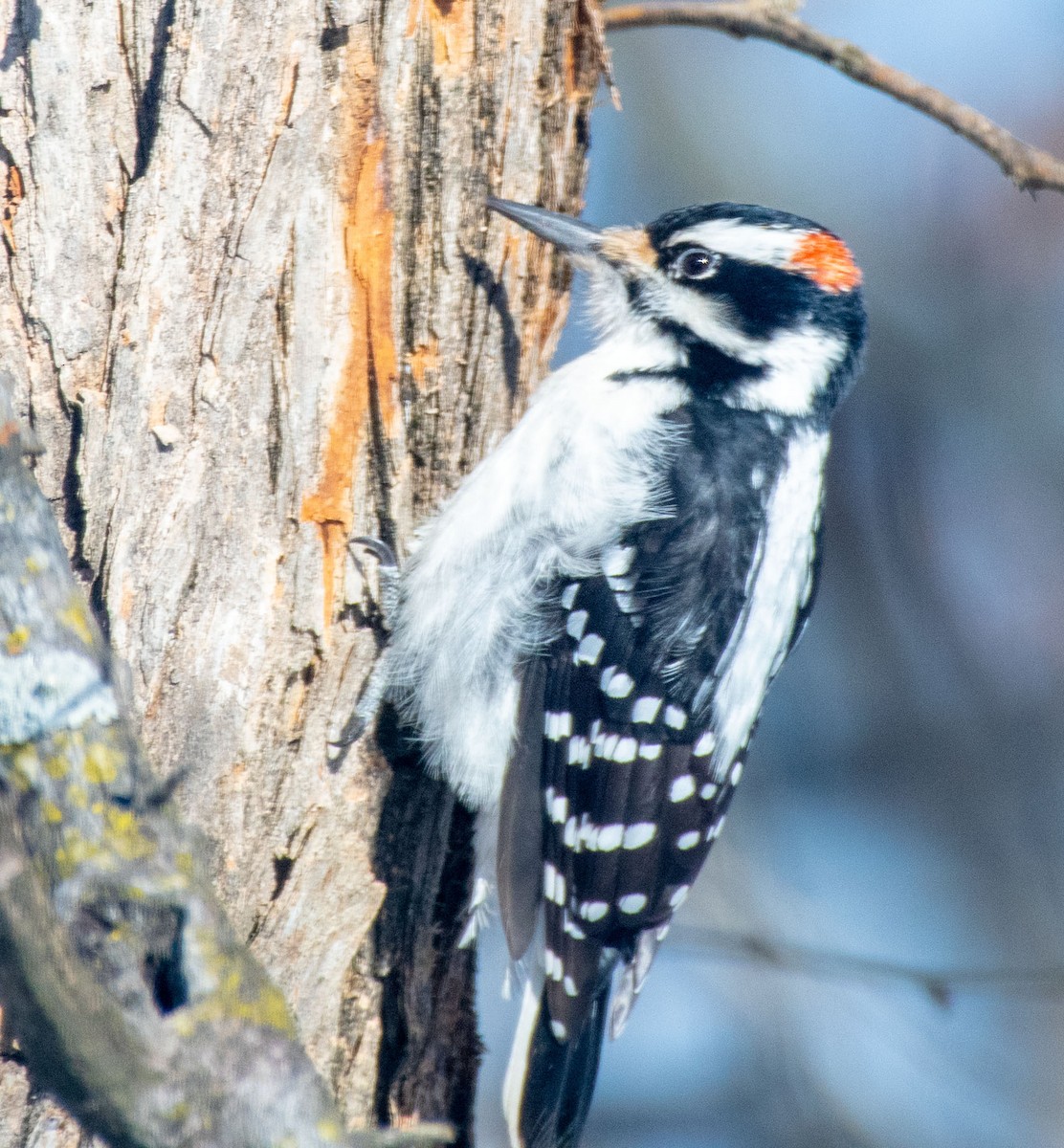 eBird Checklist - 19 Jan 2024 - Cobblestone Lakes (Limited Access) - 5 ...