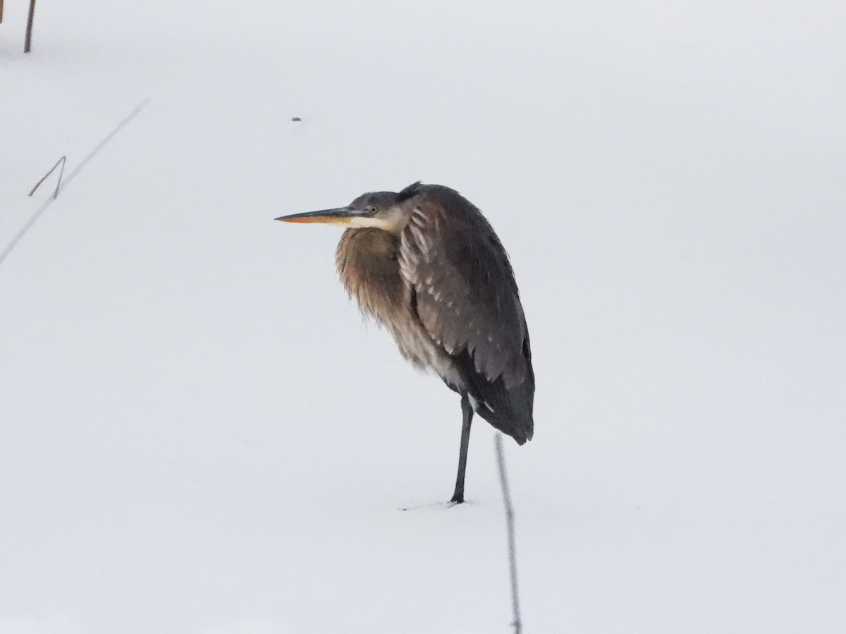 eBird Checklist - 18 Jan 2024 - FermiLab (DuPage Co.) - 3 species
