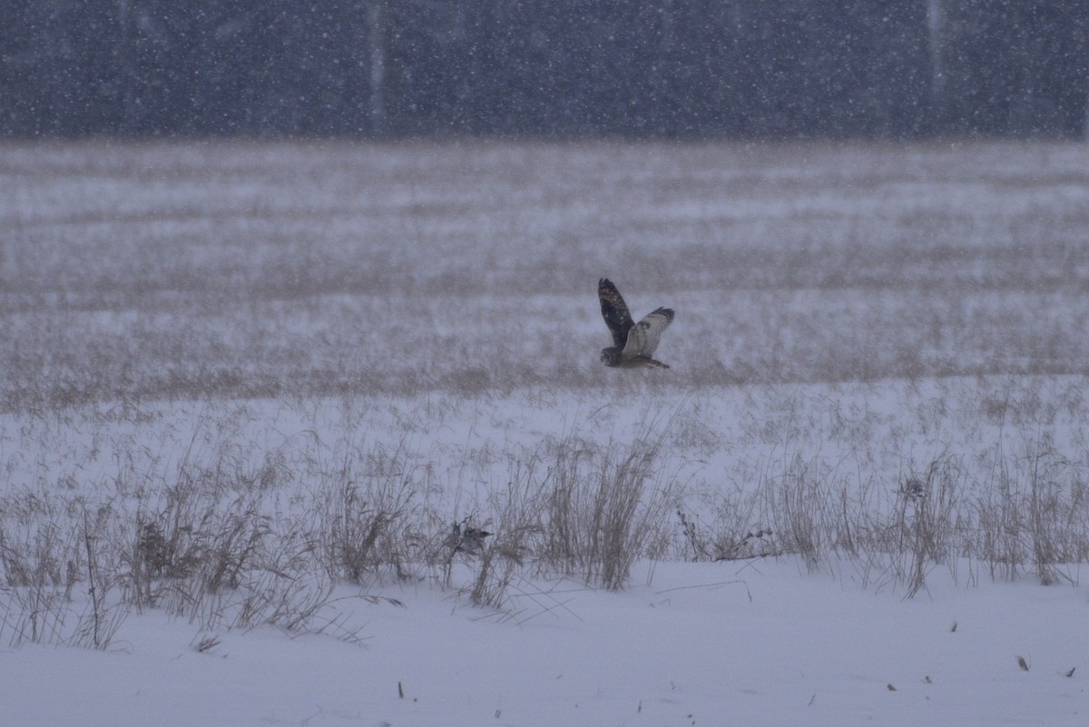 eBird Checklist - 18 Jan 2024 - 4496 36th Line, Perth , Backyard - 2 ...