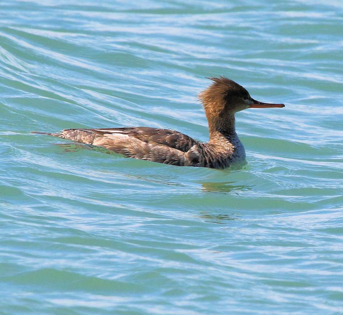 eBird Checklist - 12 May 2017 - Point Pelee NP--Tip - 20 species
