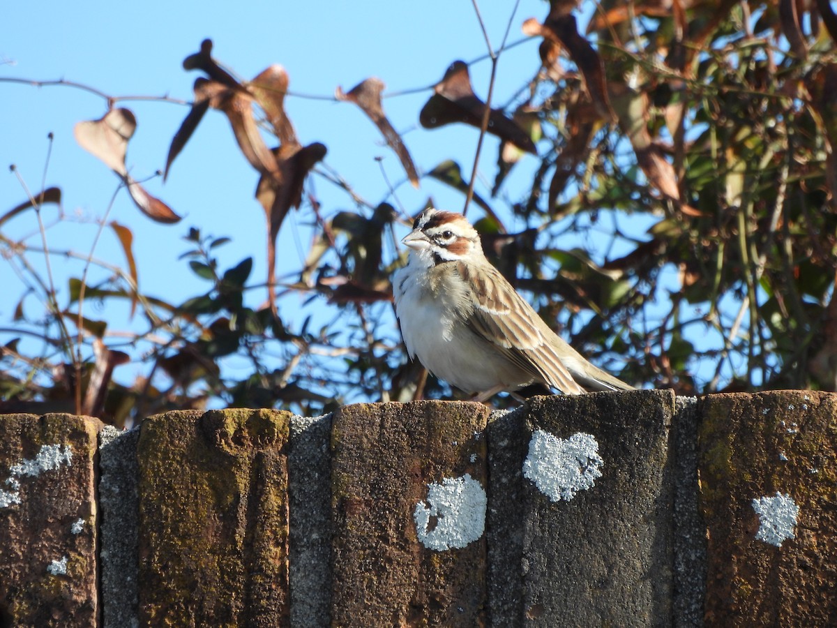 eBird Checklist - 19 Jan 2024 - Gulf Islands National Seashore--Fort ...