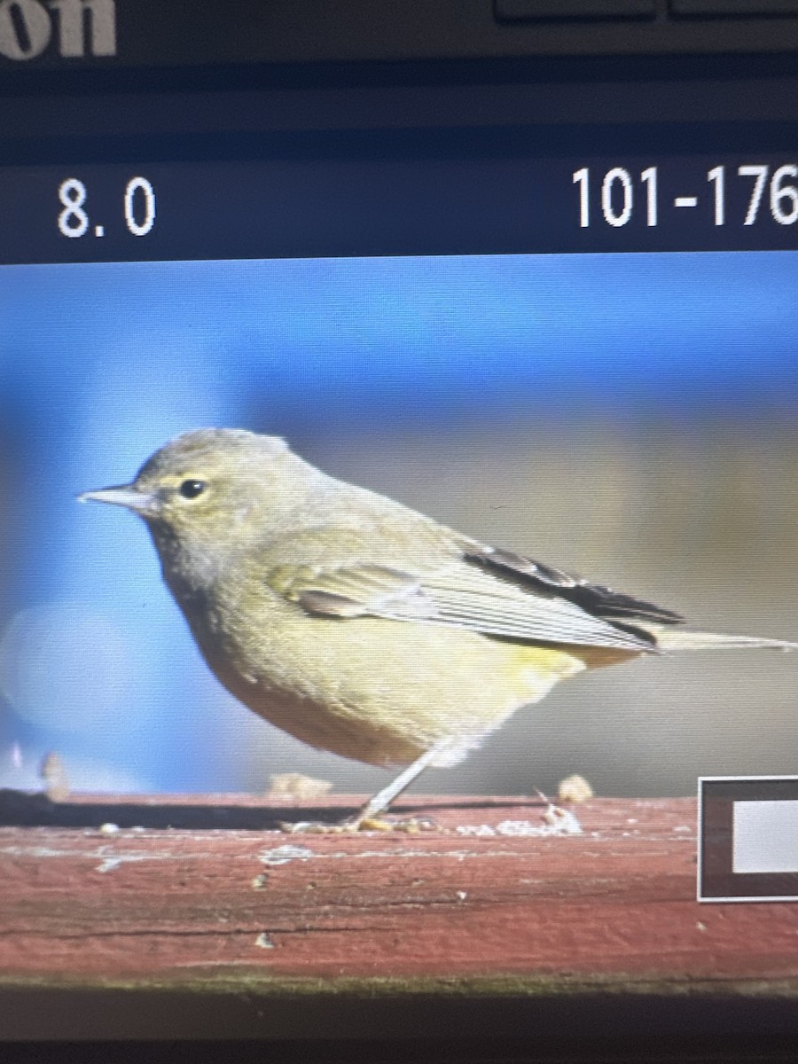 eBird Checklist - 19 Jan 2024 - Home - 1 species